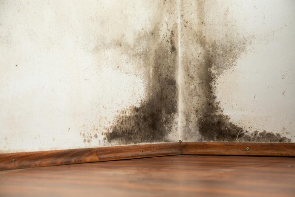 Common Signs of Mold exposure - Visual Task Tips